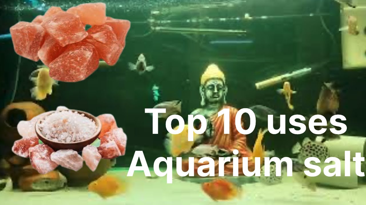 Top 10 uses of : Salt in aquarium | Aquarium information series part 2 ...