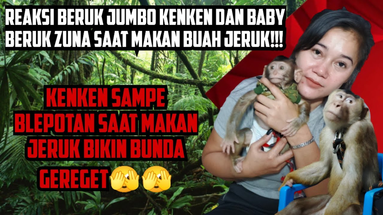 Reaksi lucu beruk jumbo saat makan buah jeruk bikin ngakak!!! - YouTube