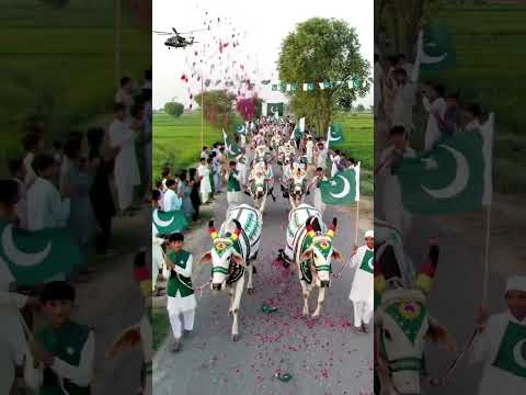 Buffalo Rally – Full Pakistan Flag Paint #14august #pakistan #india #shorts
