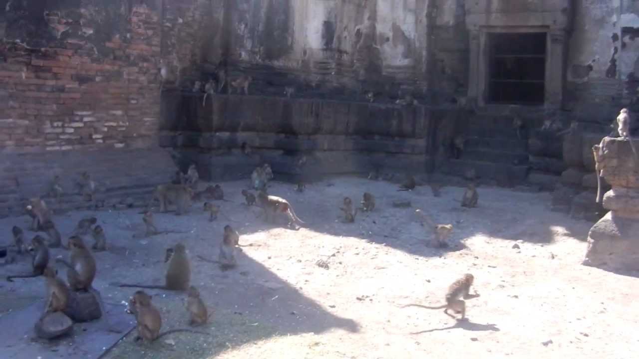 Monkey temple 1 - YouTube