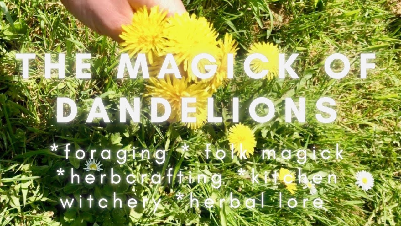 DANDELION MAGICK #SHORTS | FORAGING * WITCHCRAFT * HERBCRAFTING * GREEN ...