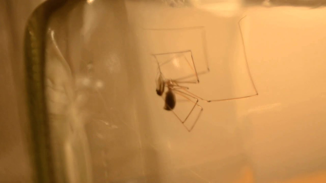 Cellar Spider Catching Prey - YouTube