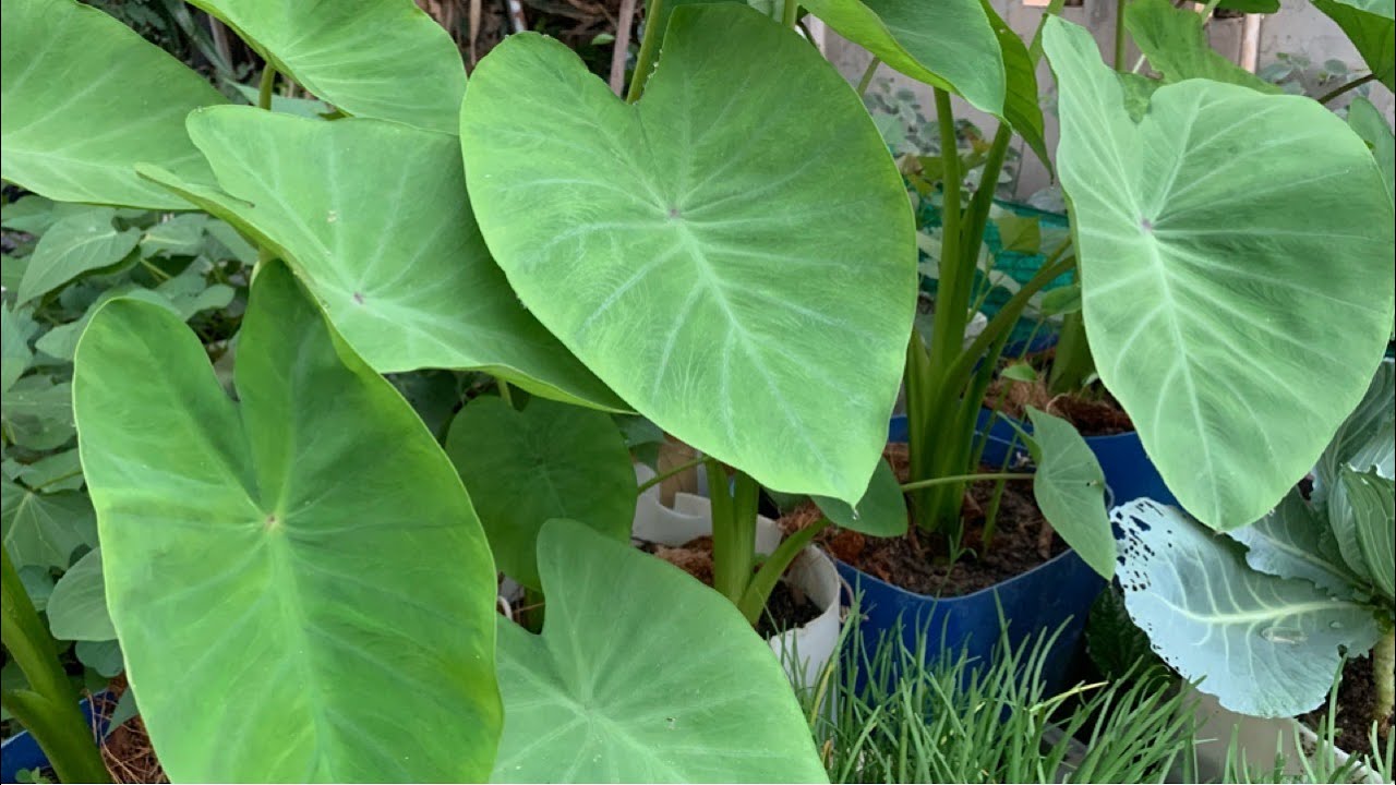 How To Grow Taro From Cutting Growing Taro Root Plant How To How To Grow Taro From Cutting Growing Taro Root Plant How To