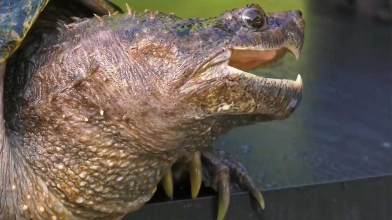 Ducks, Snakes are going down! Snapping Turtle – The Most Aggressive and ...