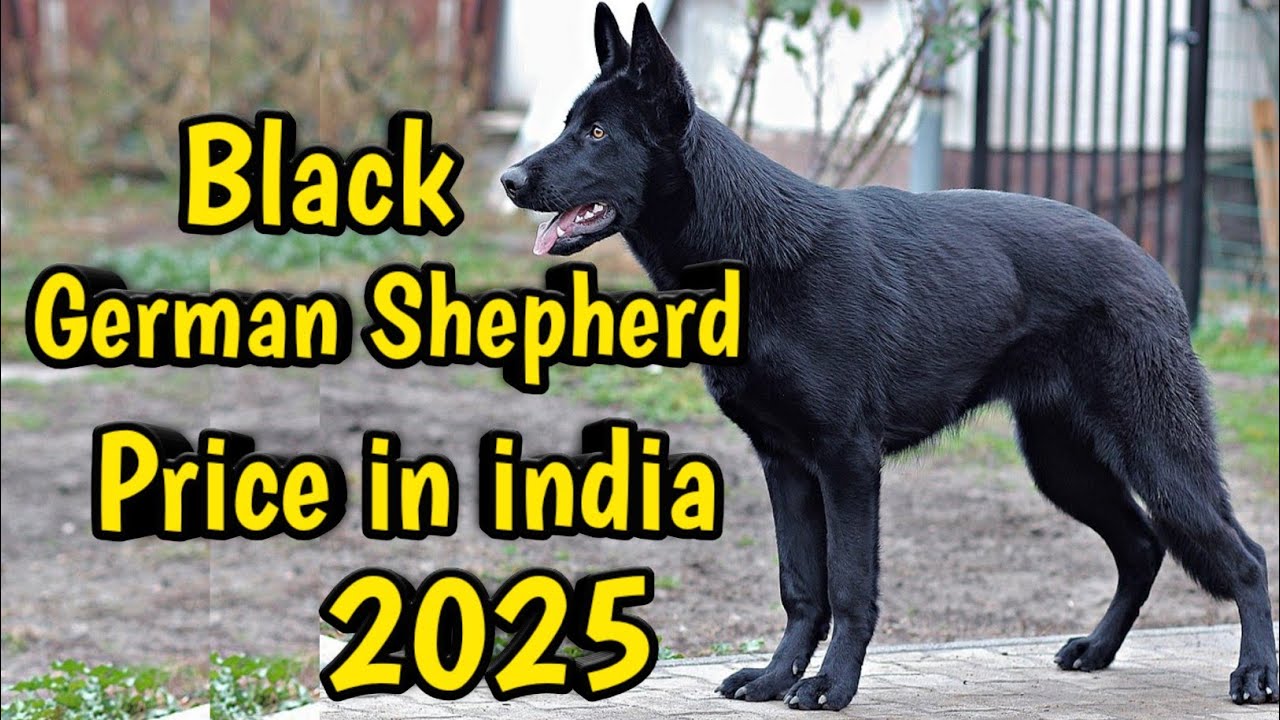 Jet Black German Shepherd German Shepherd Dogs Dogs Jet
