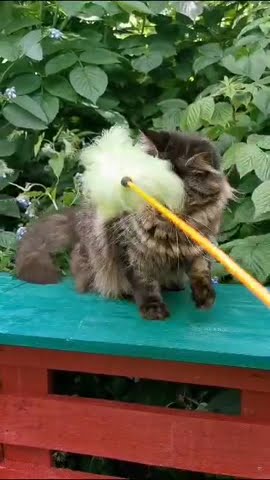 Maine Coon kittens. Female. Black tiger color. Available. - YouTube