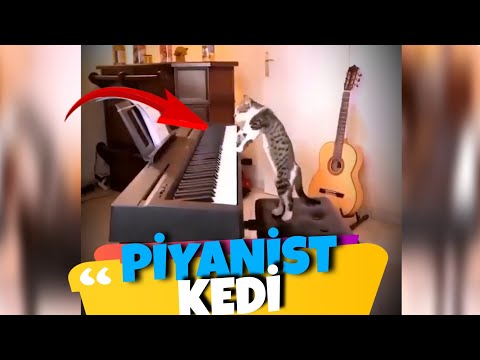 Piyano Çalan Kedi (Bu Hayvanlar Çok KOMİK) #AlemHayvanlar #konuşankediler #kedi #konuşanhayvanlar