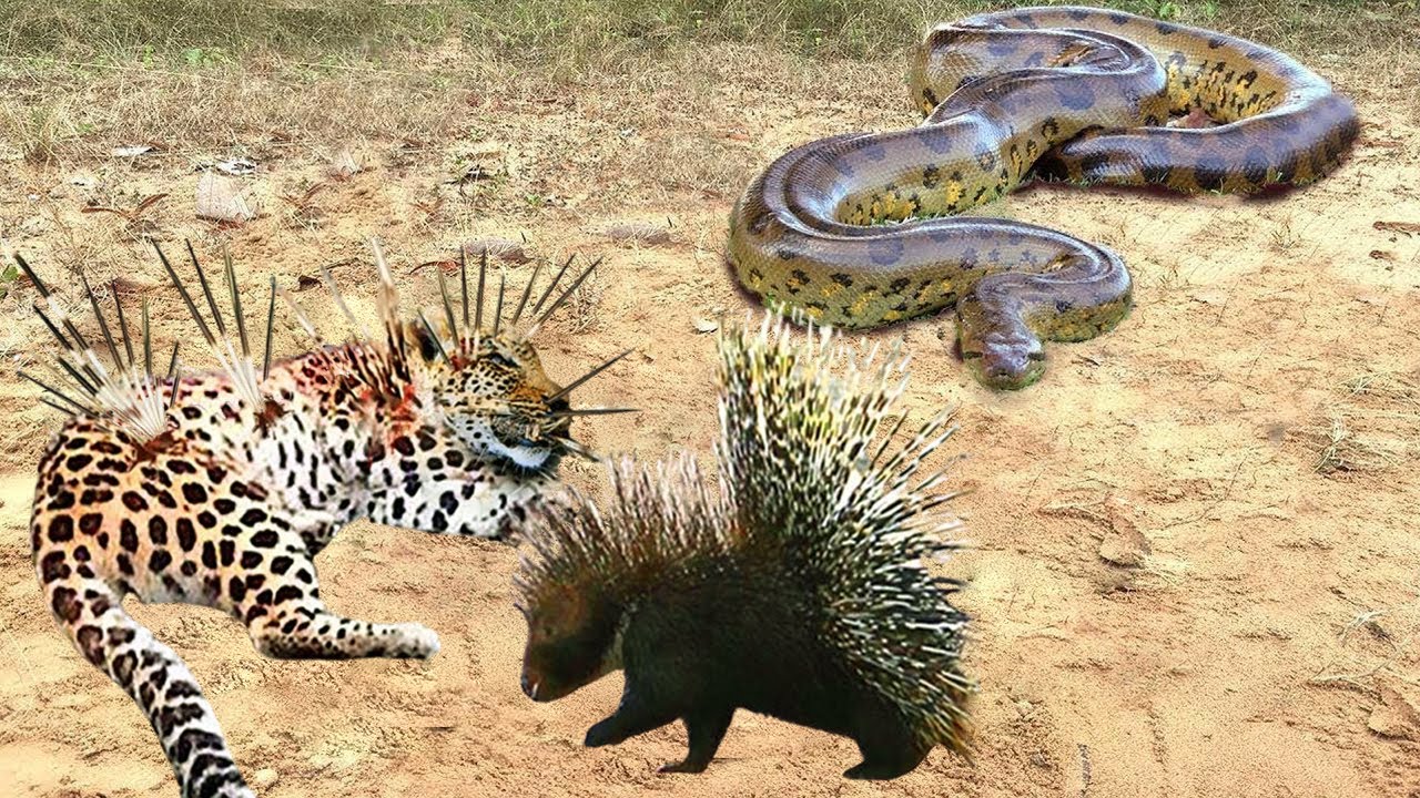The Battle For Life And Death 🐍 Wild Discovery Animals 2024 #12 - YouTube