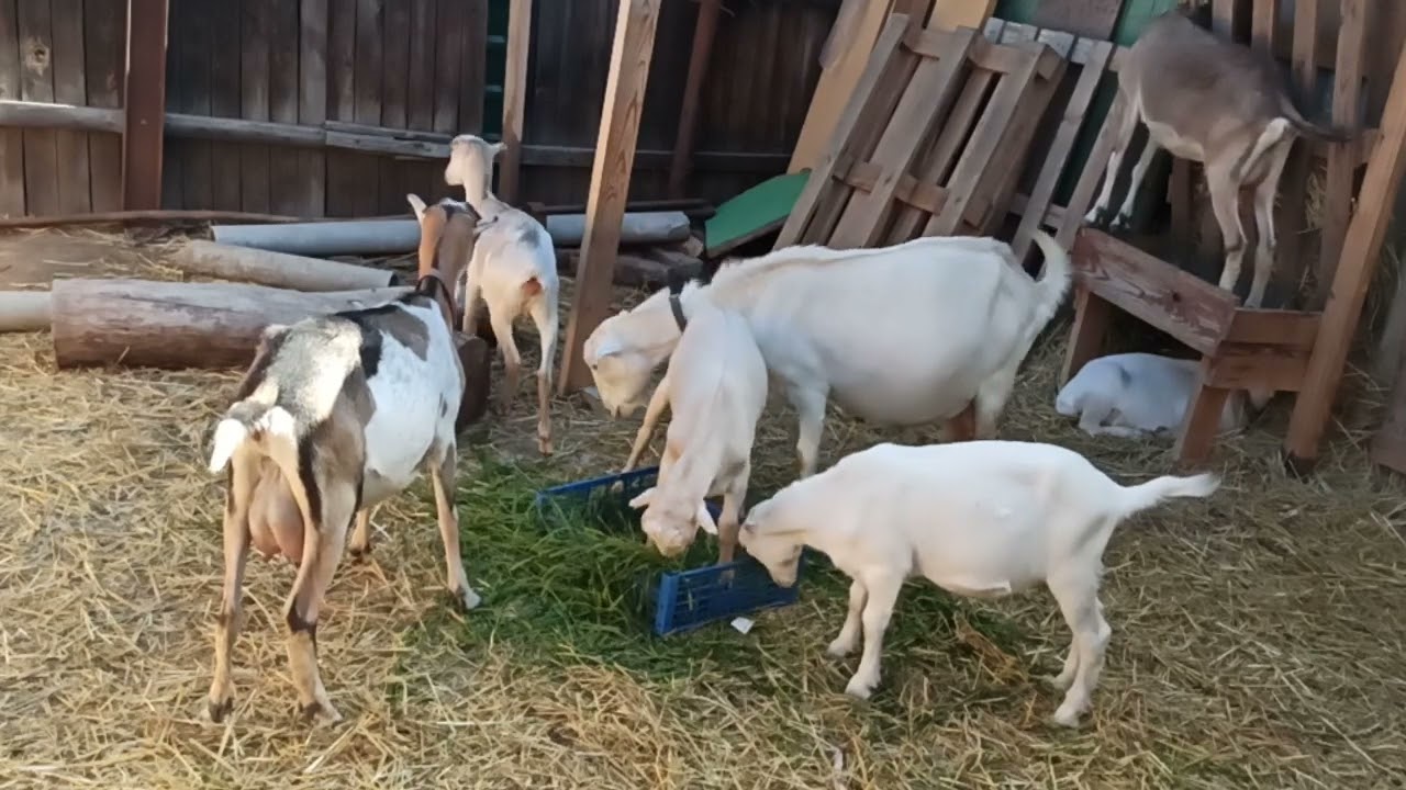 Funny goats LaMancha Elves! 17 - YouTube