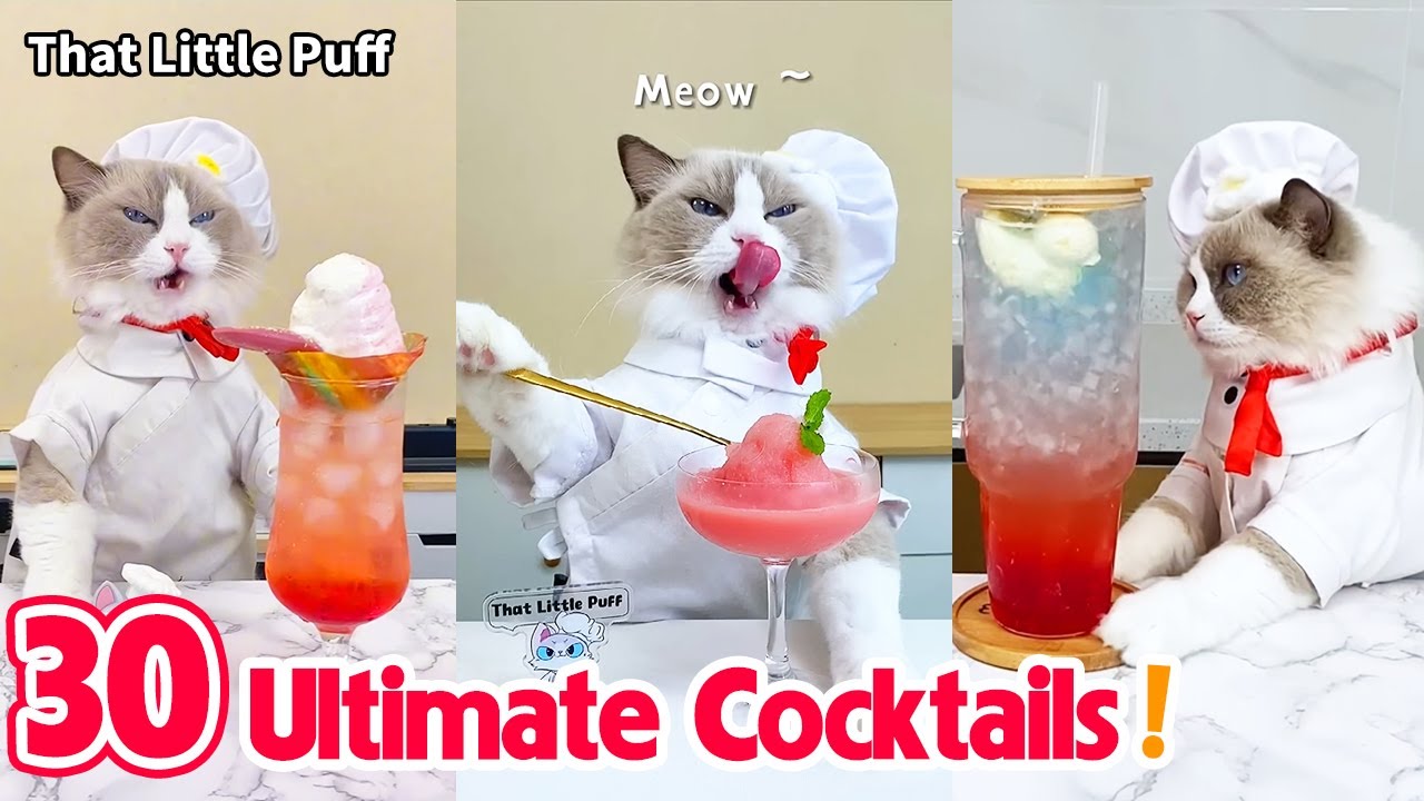 Meow Chef: 30 Ultimate Cocktails! 🍹| That Little Puff - YouTube
