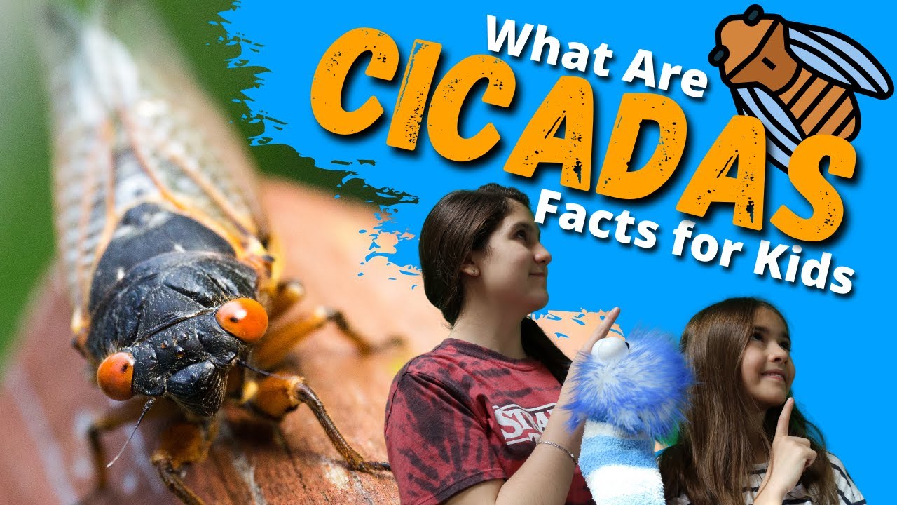 What Are CICADAS? The Loudest Bug In The World| Facts for Kids - YouTube