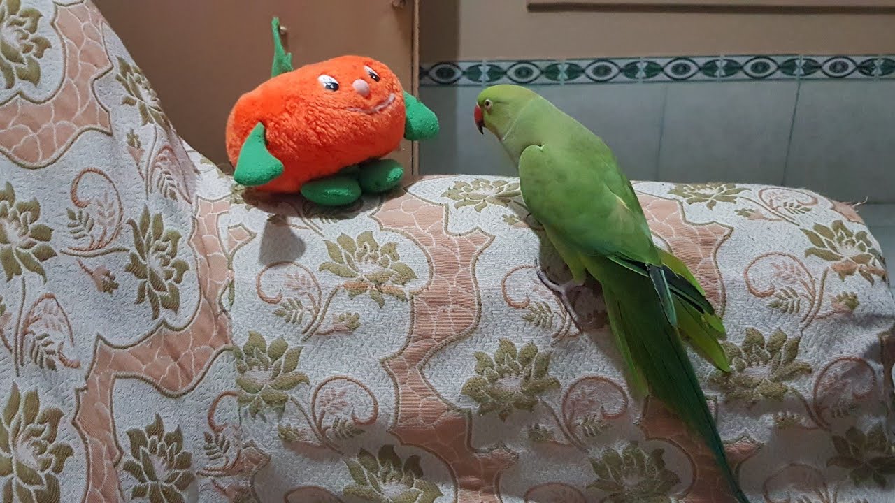 PEEKABOO PARROT PLAYING WITH TOY|WORLD OF PEEKABOO PARROT - YouTube
