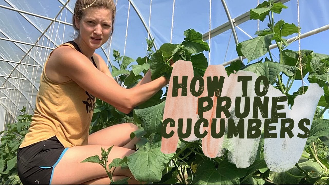 PRUNING CUCUMBERS | Easier than pruning a tomato! - YouTube