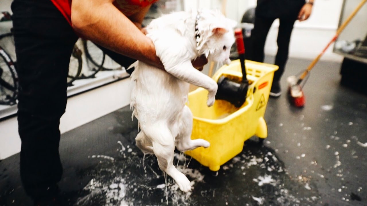 BORDERLINE ANIMAL CRUELTY! - YouTube