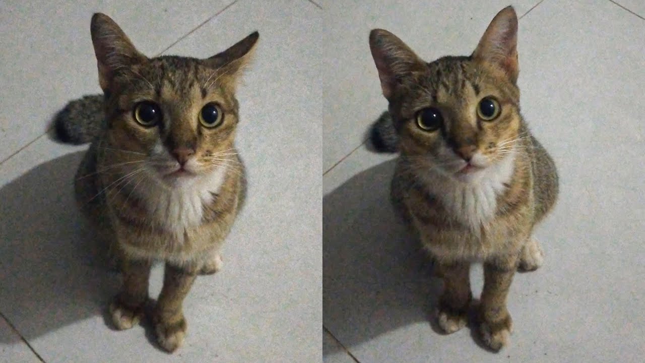 Meowky Want Play - YouTube