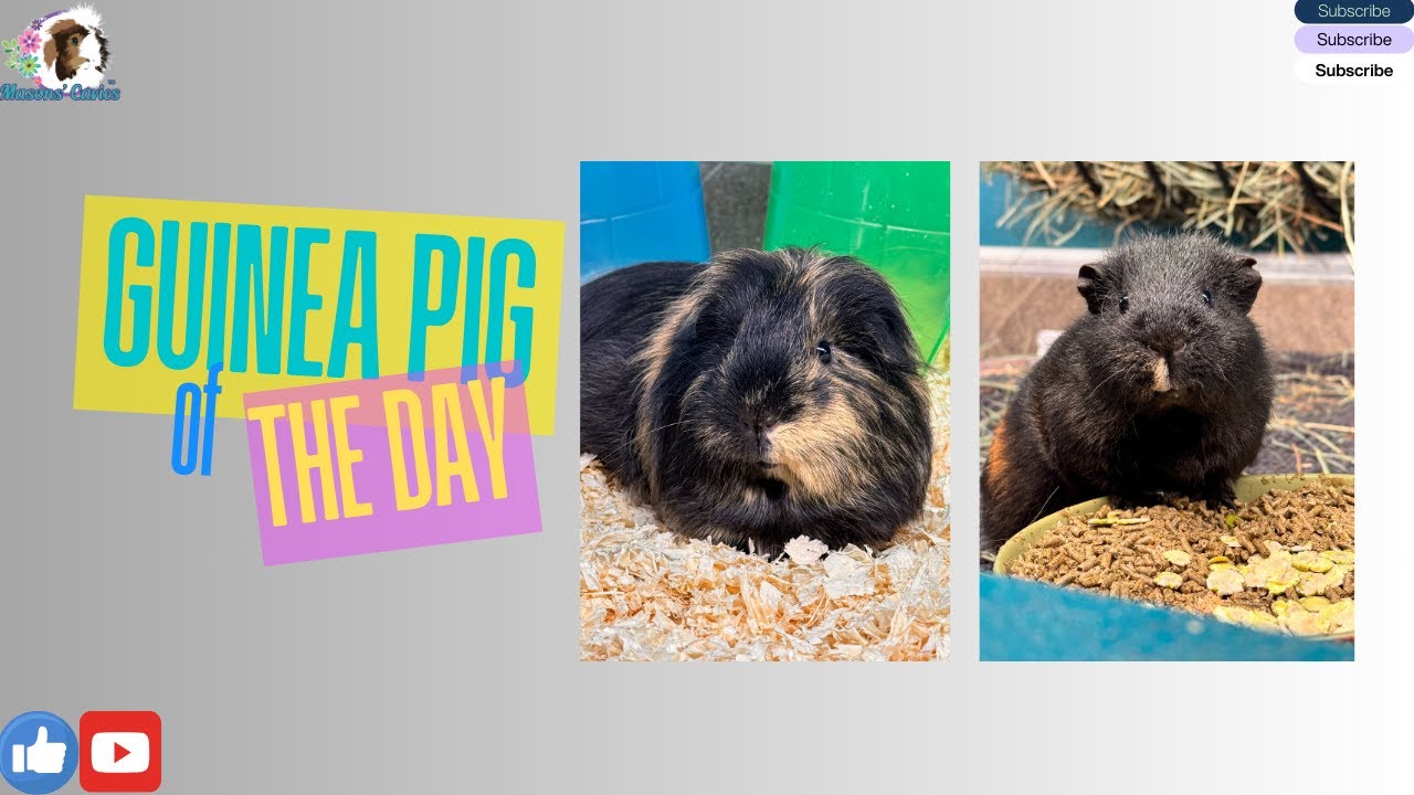 Wednesdays guinea pig! - YouTube