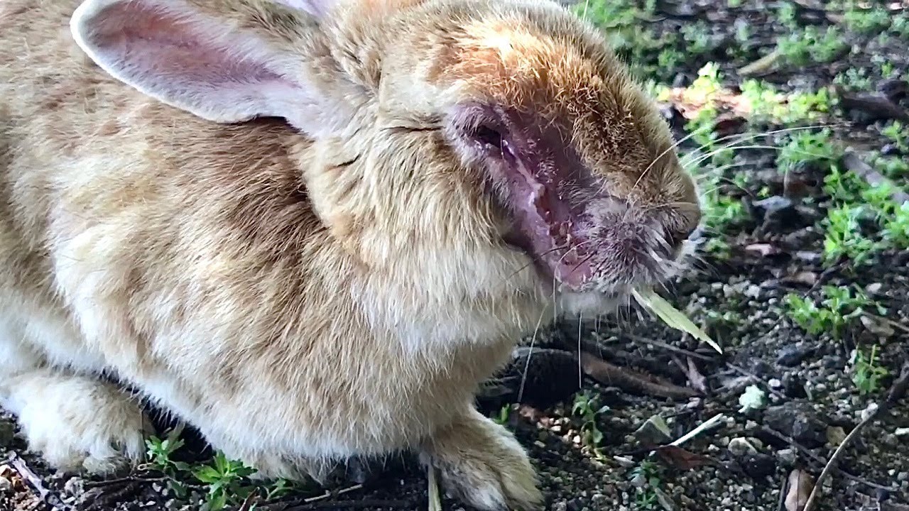 Wild rabbit with serious facial injuries - YouTube