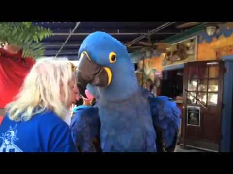 Hyacinth macaw, Baby Dancing - YouTube
