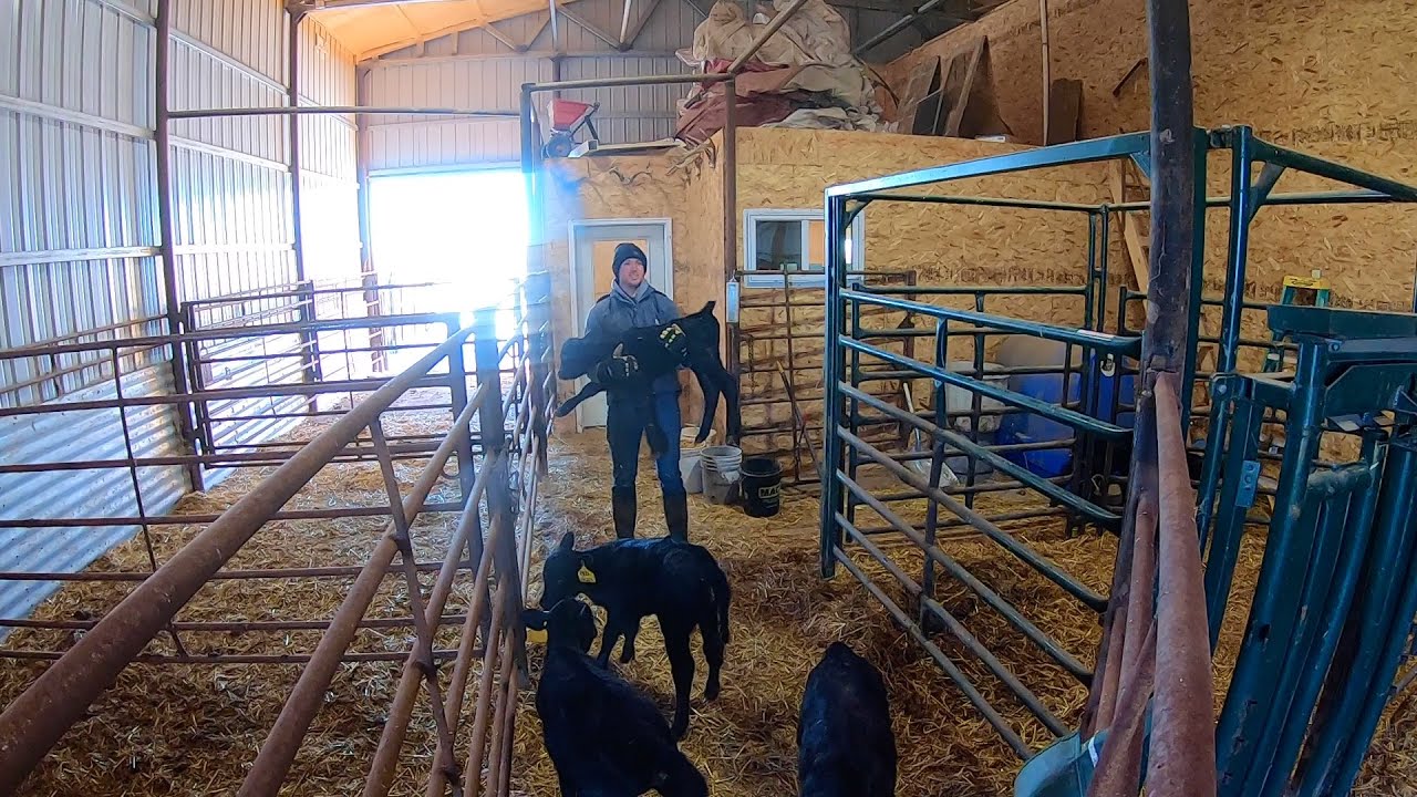 Calving in -3 Degree weather - YouTube