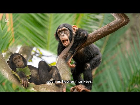 Countries with large populations of Monkeys include - YouTube