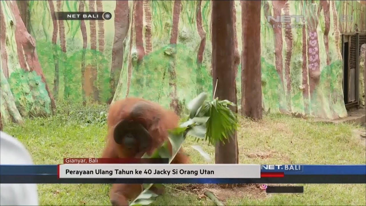 NET. BALI - ULANG TAHUN ORANG UTAN - YouTube