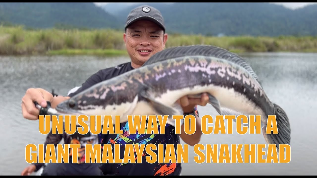 The Most UNUSUAL way to catch a Malaysian Snakehead - YouTube