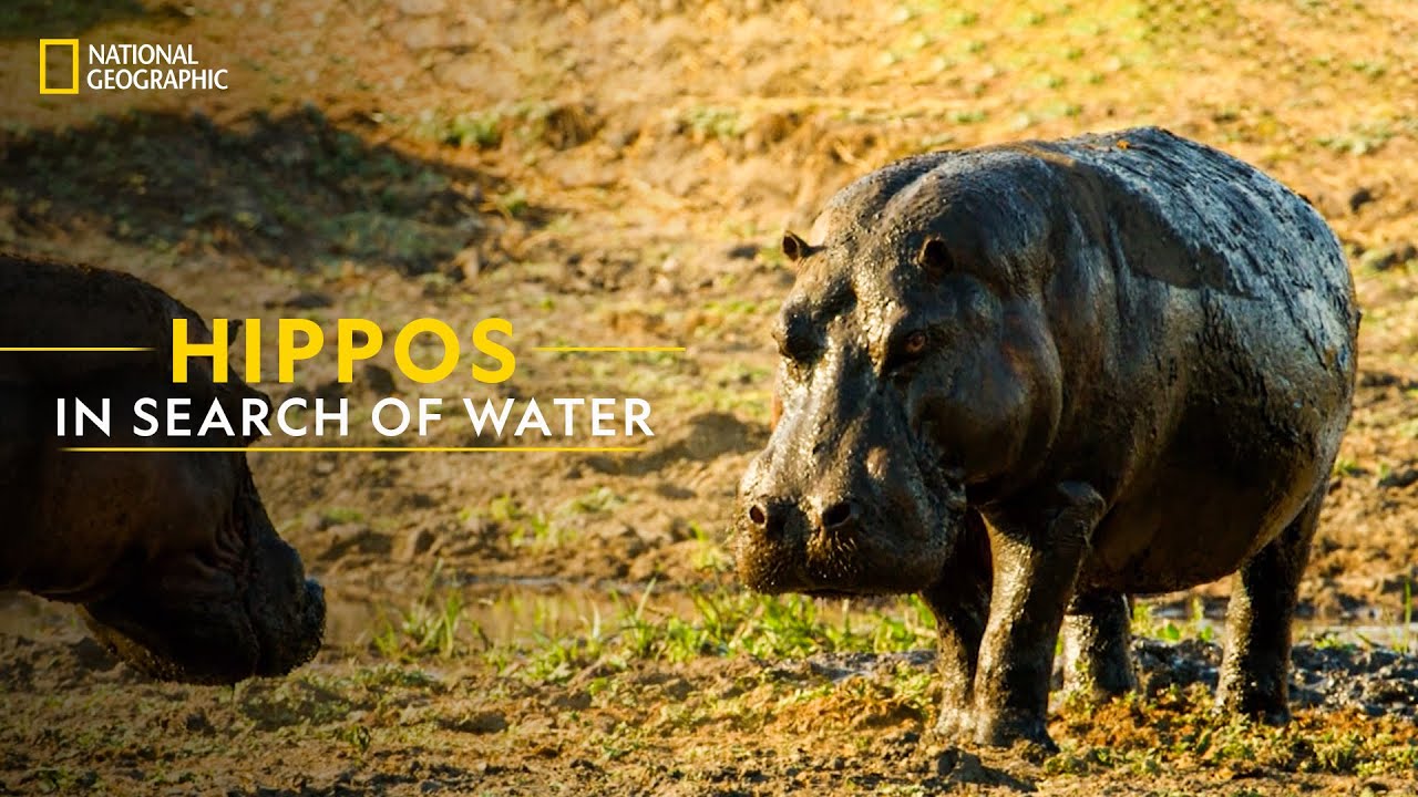 Hippos in Search of Water | Animal Travels | हिन्दी | National ...