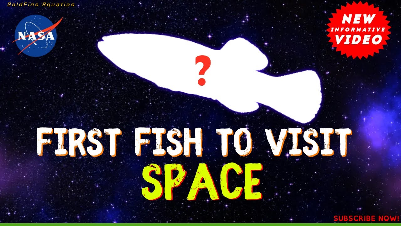 cruel NASA Killed a Bunch of Fish in SPACE - YouTube