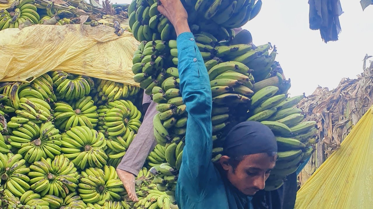 Banana Market update | Islamabad International banana wholesale market ...