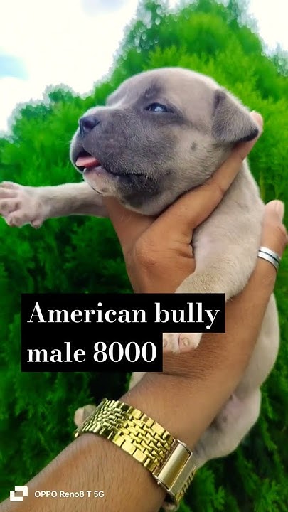 American Bully Male Available 8000 Offer 5 Aug Subscribe My Chainal