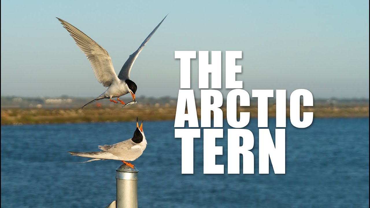 The Arctic Tern sounds for relaxing, - YouTube