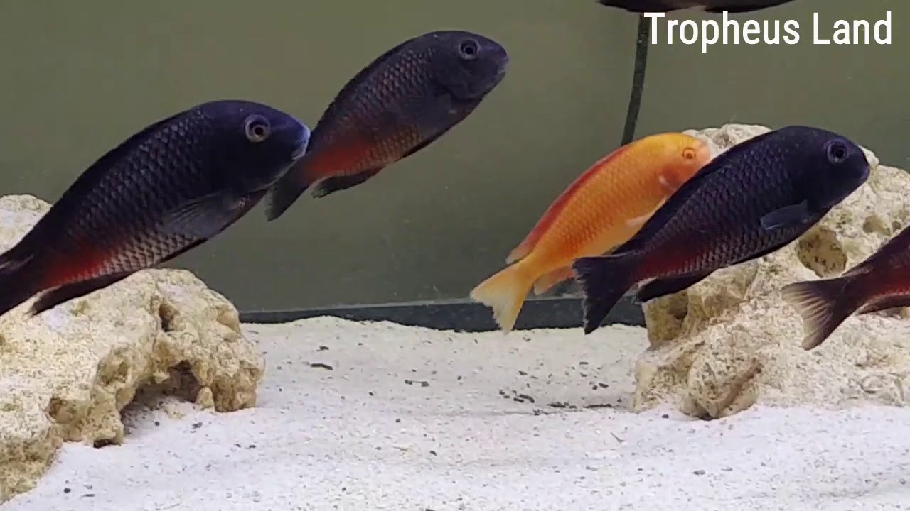 WC Tropheus sp. Chipimbi & Albino Chipimbi breeding project - Tropheus ...