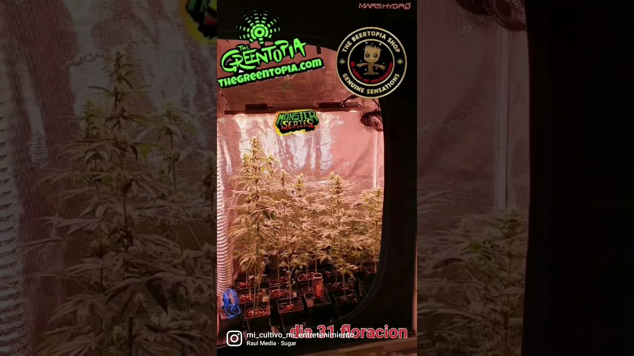 mis pequeñas 🌱 sweet cherry gum de thegreentopia.com en armario 120x60x180 de @Mars Hydro - YouTube