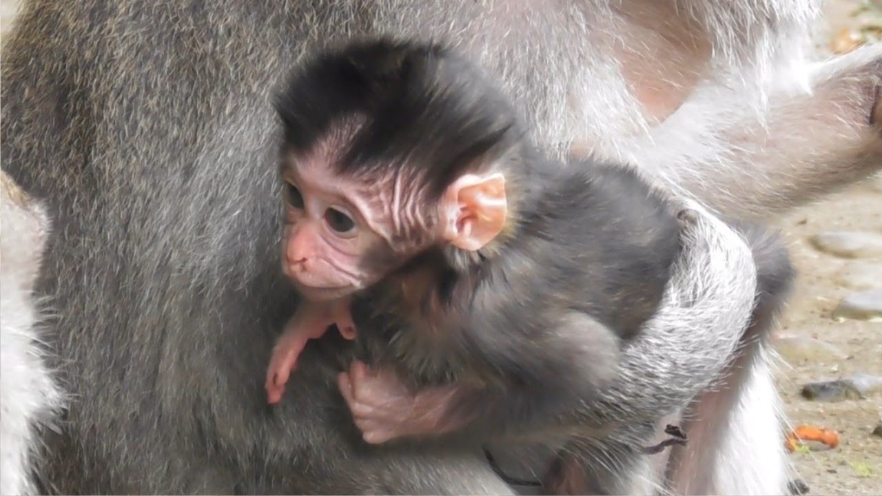 Adik bayi [Monyet kecil yang lucu dan menggemaskan] #tuabangmonkey ...