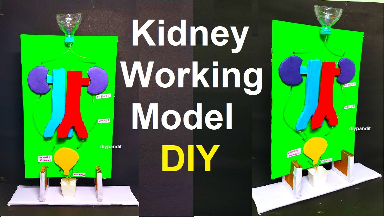 kidney working model science project for science exhibition - diy ...