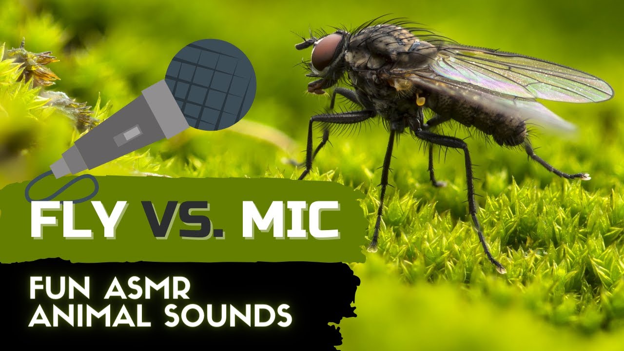 Fly vs. Mic // FUN ASMR // Animal Sounds // ️ Just for fun! // With ...
