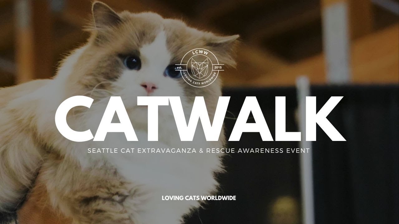 The Catwalk from the Seattle Cat Extravaganza & Rescue Awareness Event ...