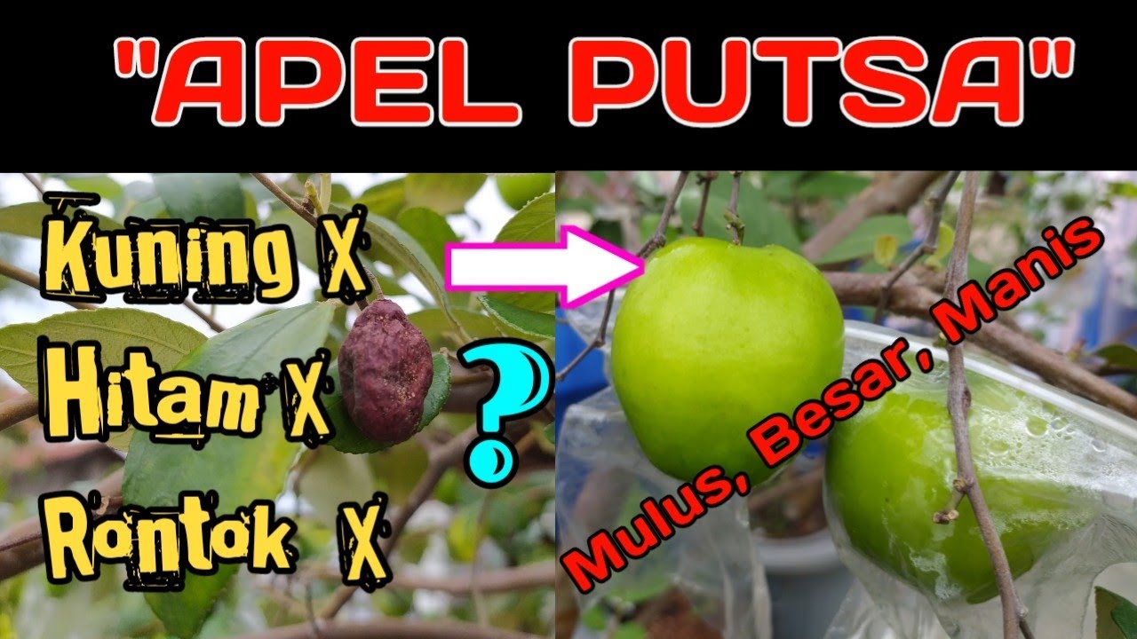 Kenapa Apel Putsa Buahnya Kecil, Kuning, Hitam dan Rontok? #putsa # ...