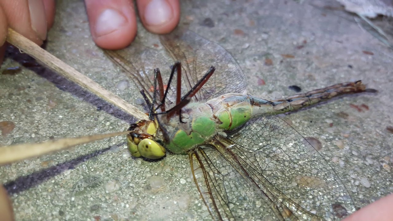 The mouth of a dragonfly. - YouTube