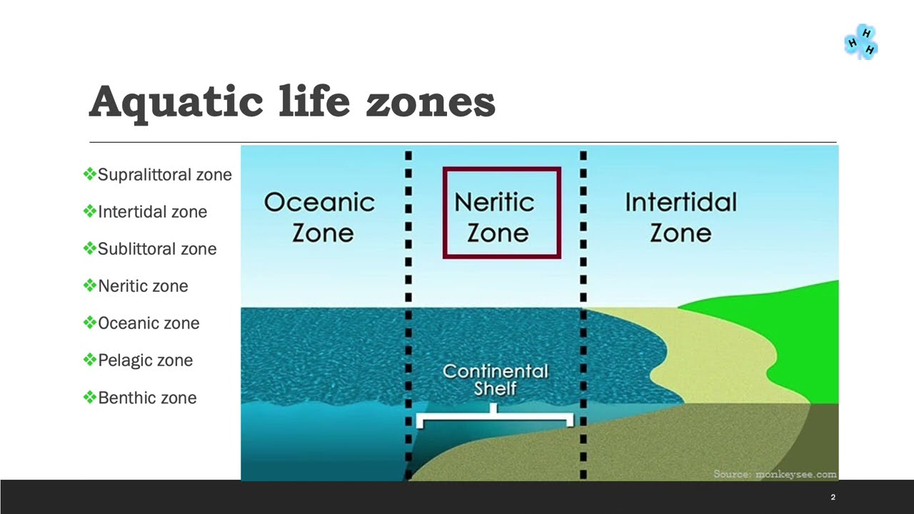 Neritic Zone