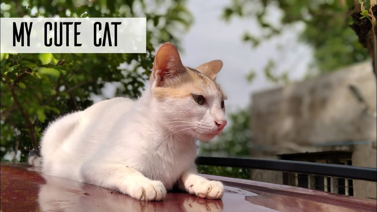 My cute Cat images 😺😺 | indian cat - YouTube