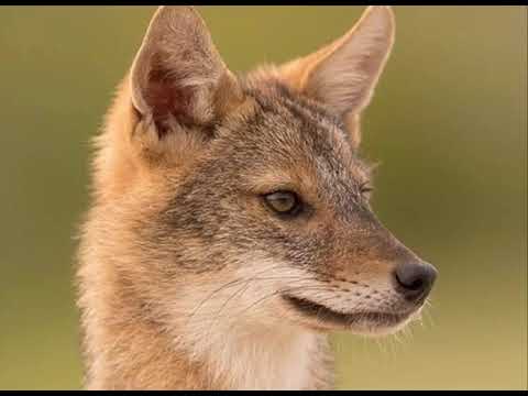 JACKAL (ÇAKAL) SOUND