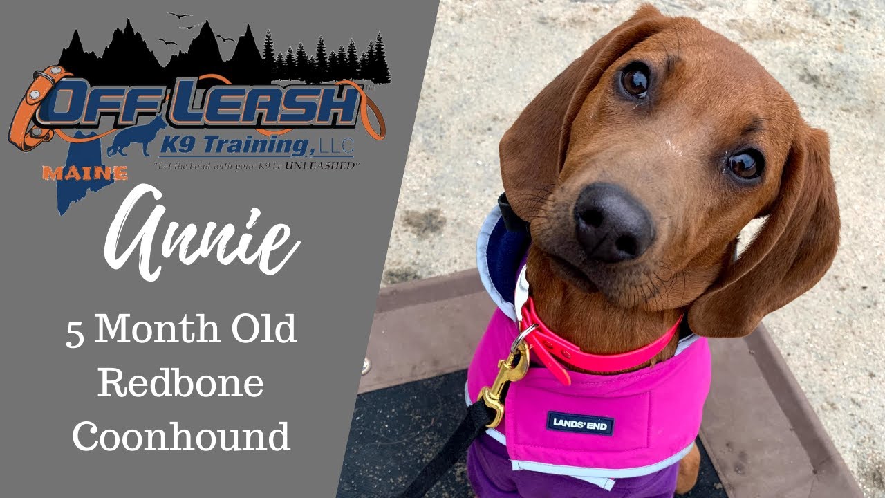ANNIE | Redbone Coonhound Puppy | Dog Training | Off Leash K9 Training ...