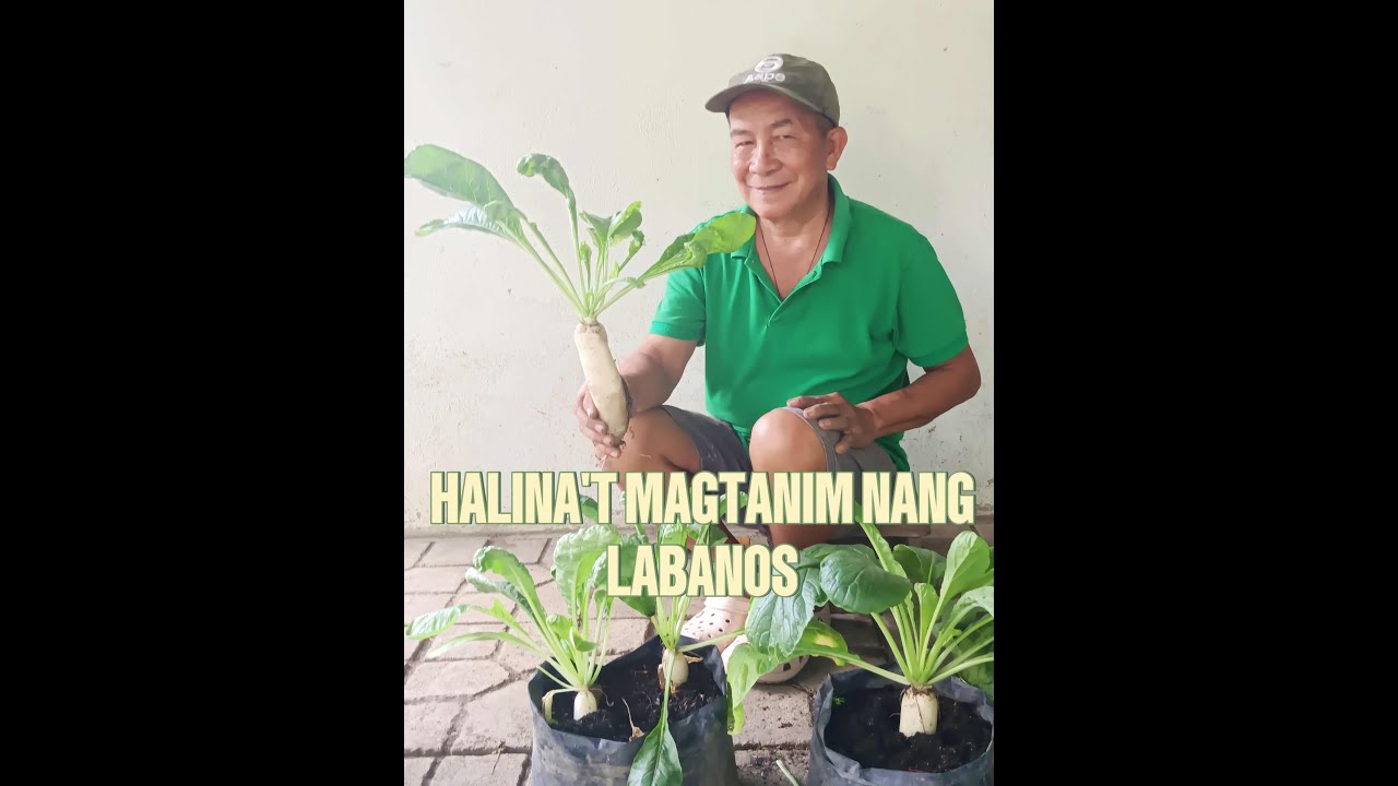 Labanos or Radish planting at home - YouTube
