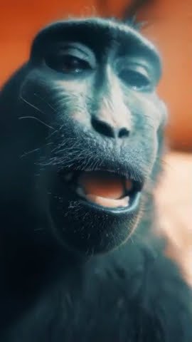 Monkey Rizz 4k #monkey - YouTube