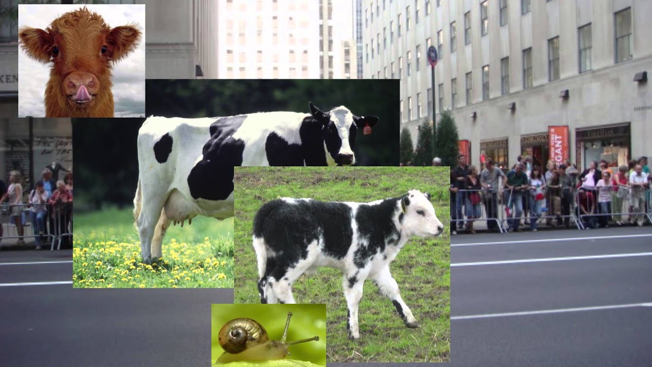 baby animal parade - YouTube