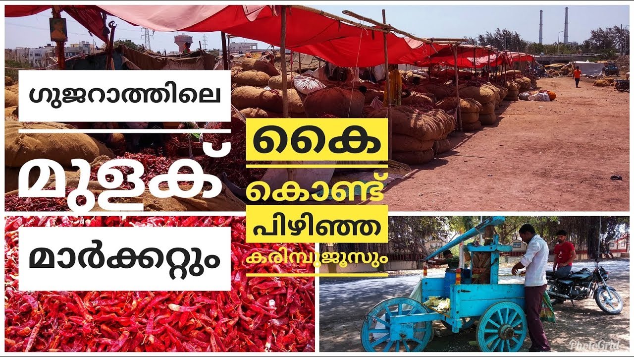 ഗുജറാത്തിലെ മുളകു മാര്‍ക്കറ്റിലെ വിശേഷങ്ങള്‍ Chilli market in gujarat ...