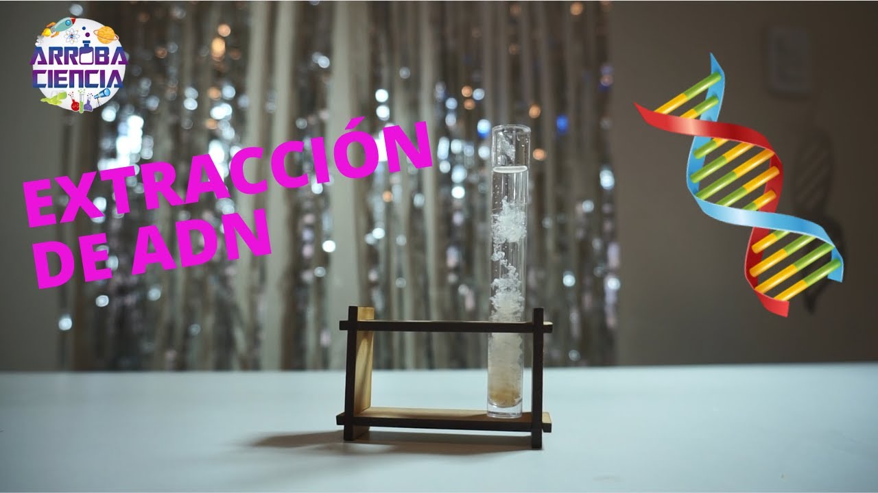 EXTRACCIÓN DE ADN CON BANANA (platano) - YouTube
