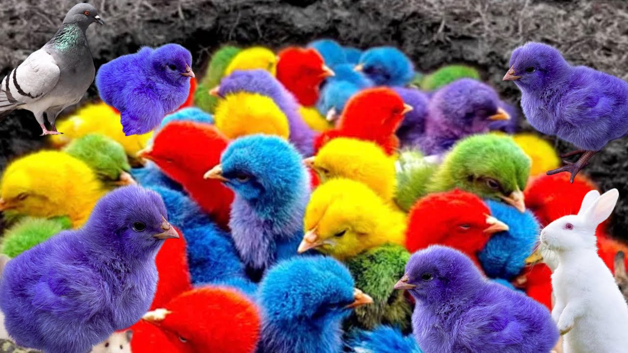 Wow ! Ayam Colorful,Catch cute baby Chicken, Ayam Lucu, Ayam Warna ...