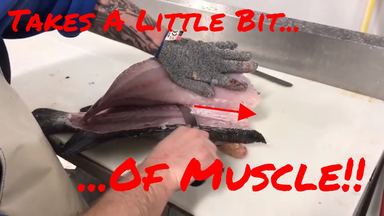 How to Fillet Fish: Triple Tail[Takes Just A little bit of Muscle] Easy ...